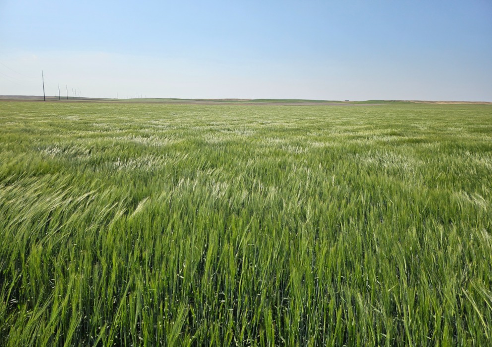Can you taste the barley variety in that beer?